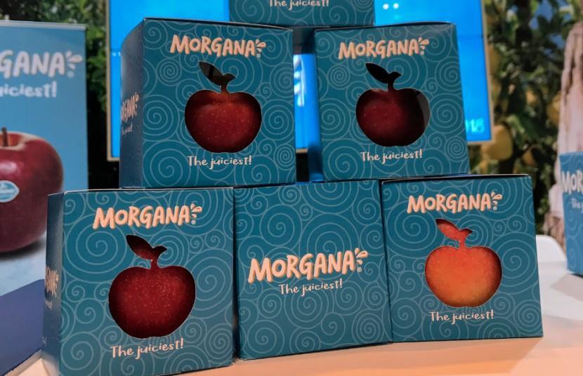 New apple Morgana offers 'tropical, aniseed' taste | Article | Fruitnet