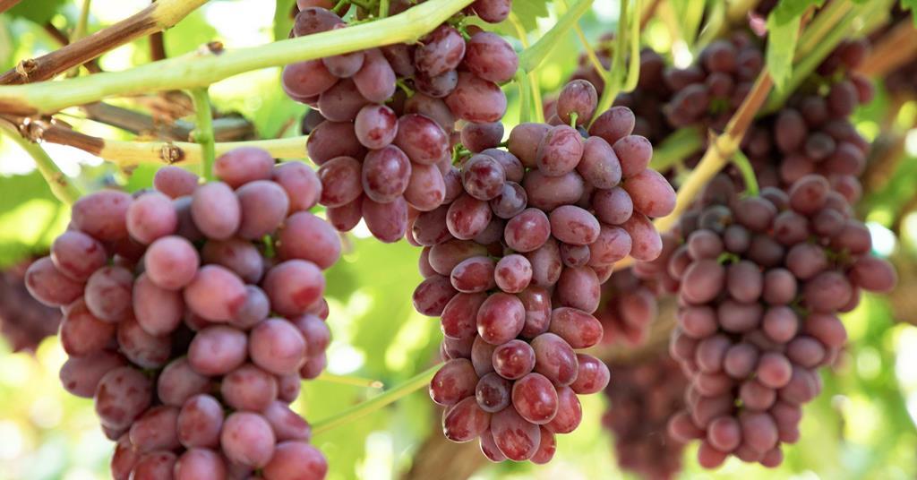 Sun World debuts Ruby Rush as it ushers in early grape season | News ...