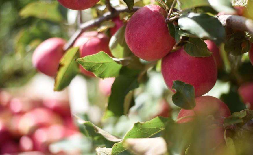 Pink Lady trees find sponsors | Article | Fruitnet