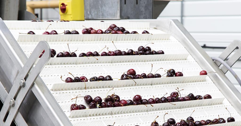 Ackio invests in 'Europe-beating' cherry packing line | Article | Fruitnet