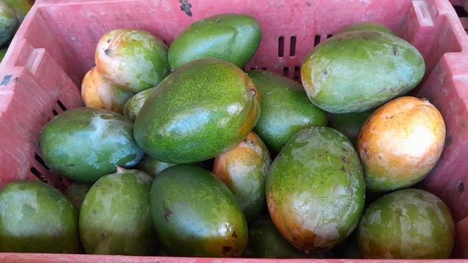 DiMuto launches traceable Mexican mango shipments to the US with SoLumi ...