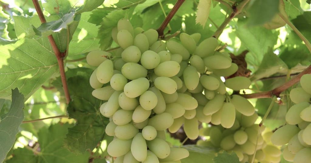 Qualicrop assesses rain damage to Indian grapes | News | Fruitnet