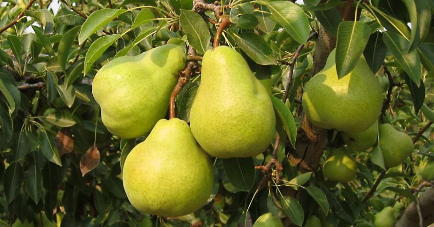 New brand for Australian pears | Article | Fruitnet