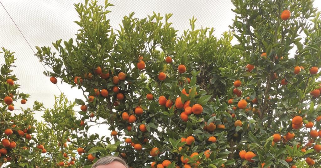 Nutrano sees more growth potential for Australian citrus | News | Fruitnet