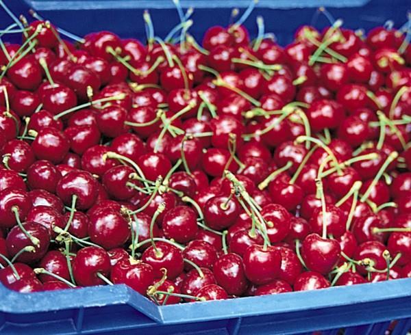 Turkish produce exports climb in 2010 | Article | Fruitnet