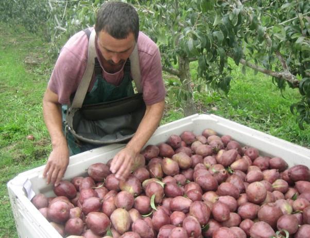 Northwest pear crop set to rise | Article | Fruitnet