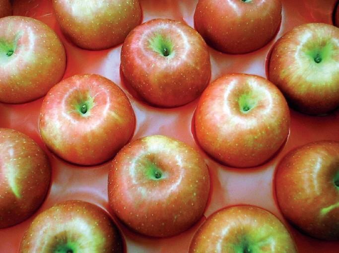 Australia releases Chinese apple risk analysis | Article | Fruitnet