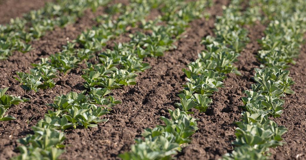 Wet weather brings 37 per cent fall in bean production | News | Fruitnet