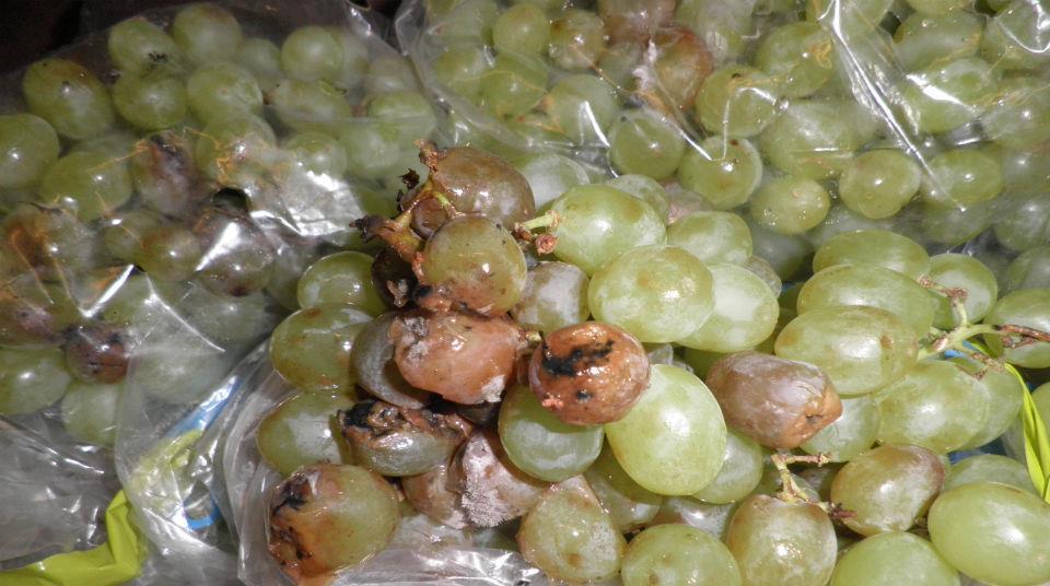 Bristol retailer fined £14,500 for selling rotten produce | Article ...