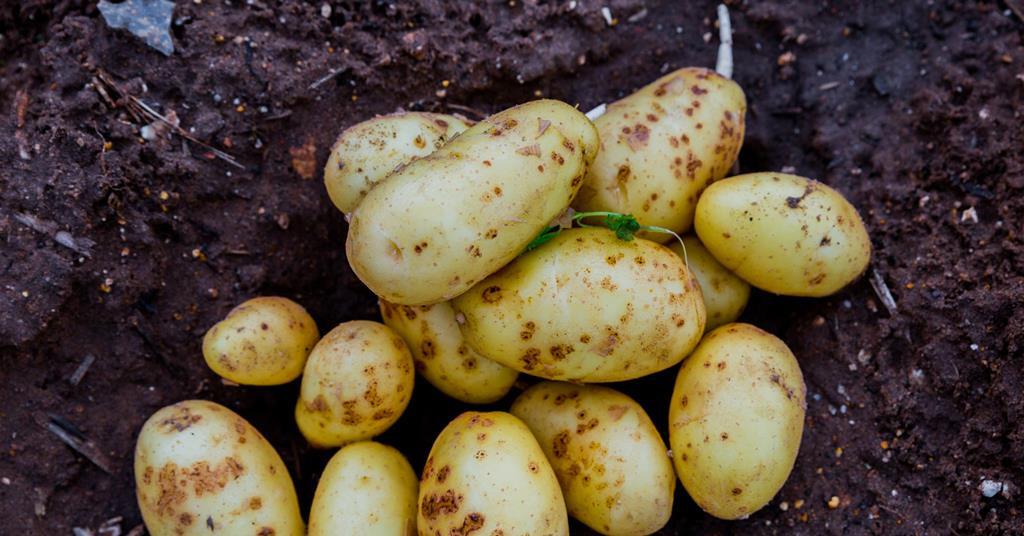 Retailers flex their specs on potatoes | Article | Fruitnet
