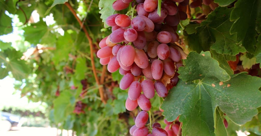 ATGA releases “industry first” app | Article | Fruitnet