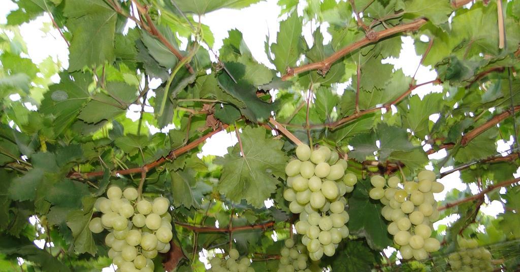 El Niño sorgt dafür, dass peruanische Trauben früher auf den Markt ...