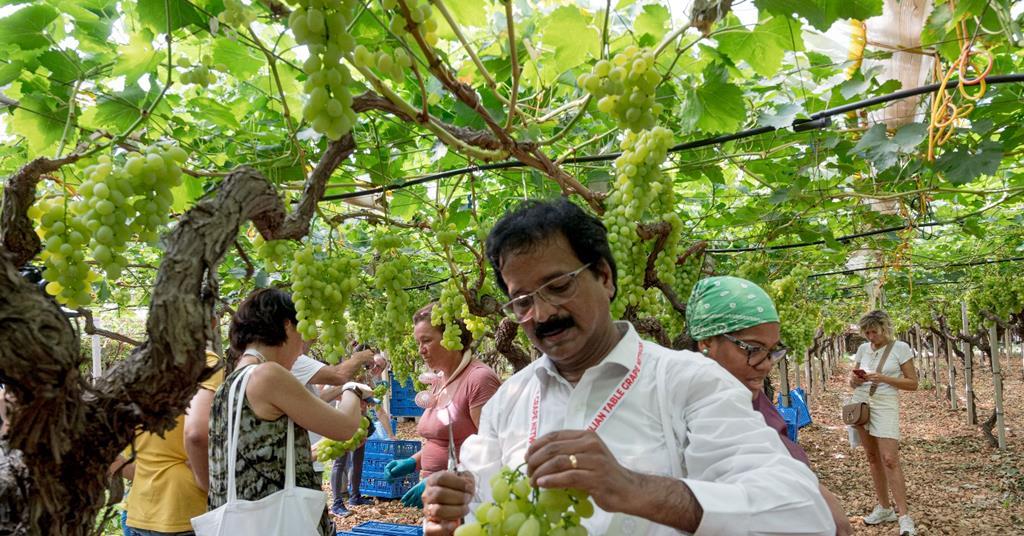 Regina di Puglia puts region’s table grape industry on map | News ...