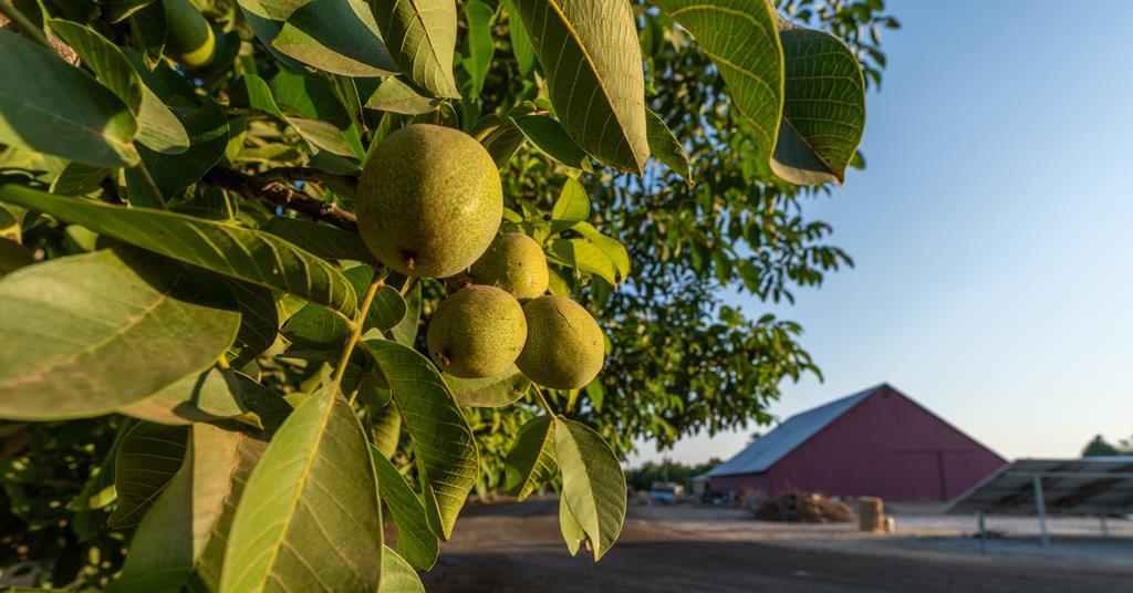 Walnuts on the march | Features | Fruitnet
