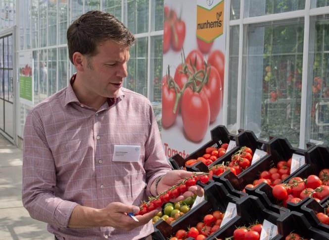 Bayer opens Dutch tomato greenhouse | Article | Fruitnet