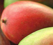 Guatemala to boost mango deal | Article | Fruitnet