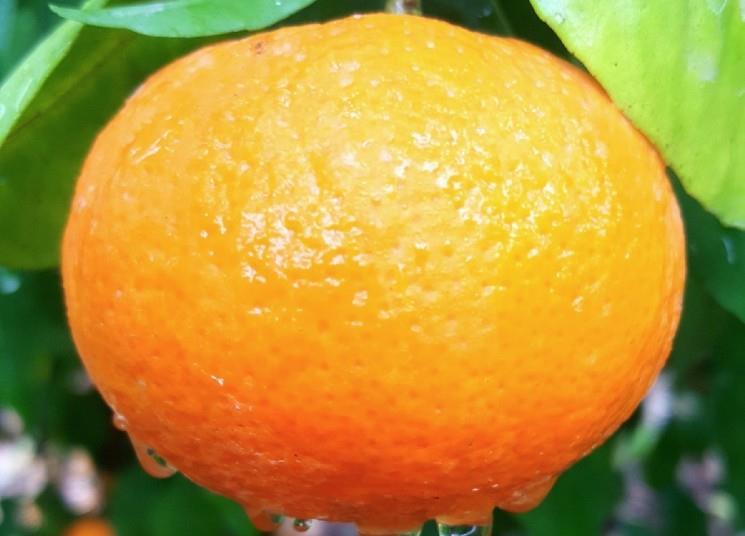 Save Foods partners with Mehadrin | Article | Fruitnet