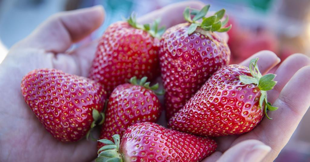 GPG and F2 secure new UC Davis strawberry licences | News | Fruitnet