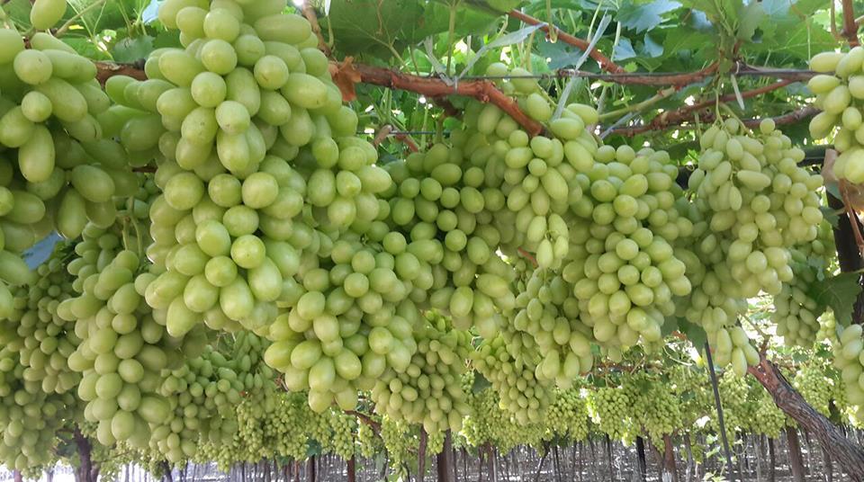 Grape start for Jupiter in Greece | Article | Fruitnet
