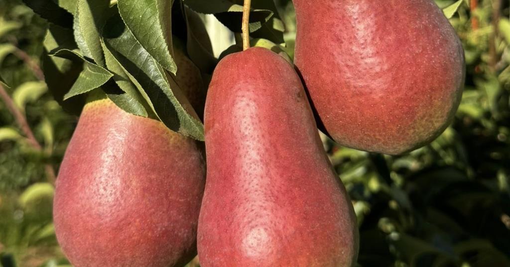 South Africa expects vintage blushed pear season with Cape Blush ...