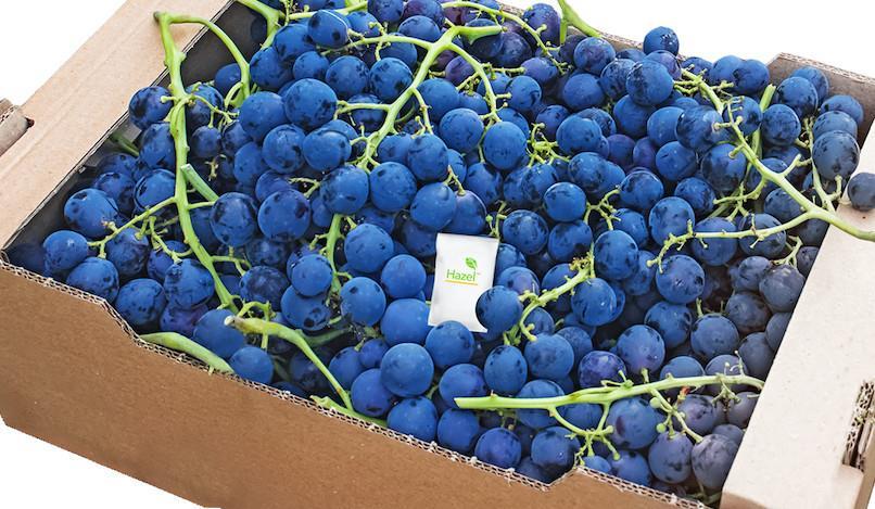 Hazel helps US grape exporter | Article | Fruitnet