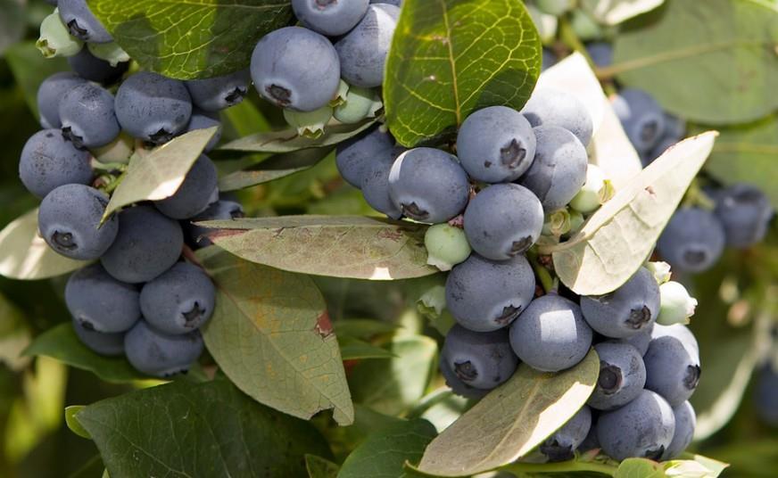 Plant and Food in Miro JV | Article | Fruitnet