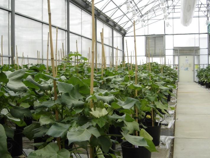 Dole and Monsanto in vegetable tie-up | Article | Fruitnet
