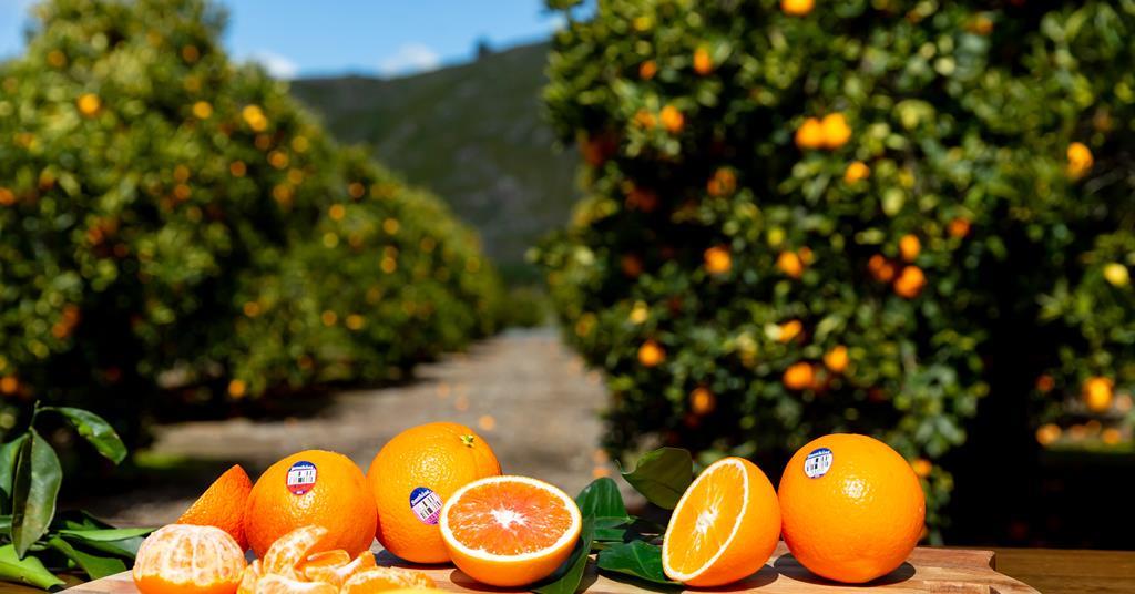 Sunkist to showcase new programmes at IFPA | News | Fruitnet