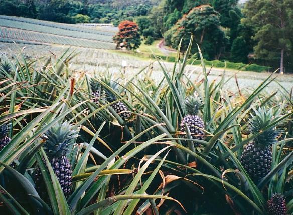New biosecurity plan for Australian pineapples | Article | Fruitnet