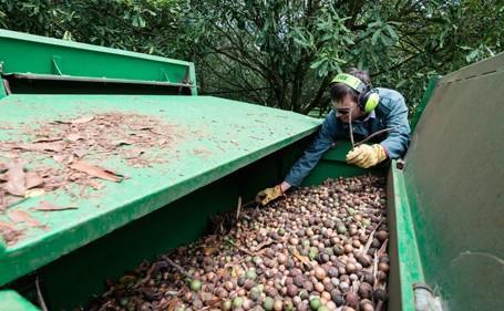 Searching for a thinner macadamia shell | Article | Fruitnet