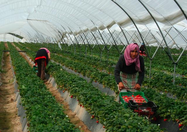 Early start for Spanish strawberries | Article | Fruitnet