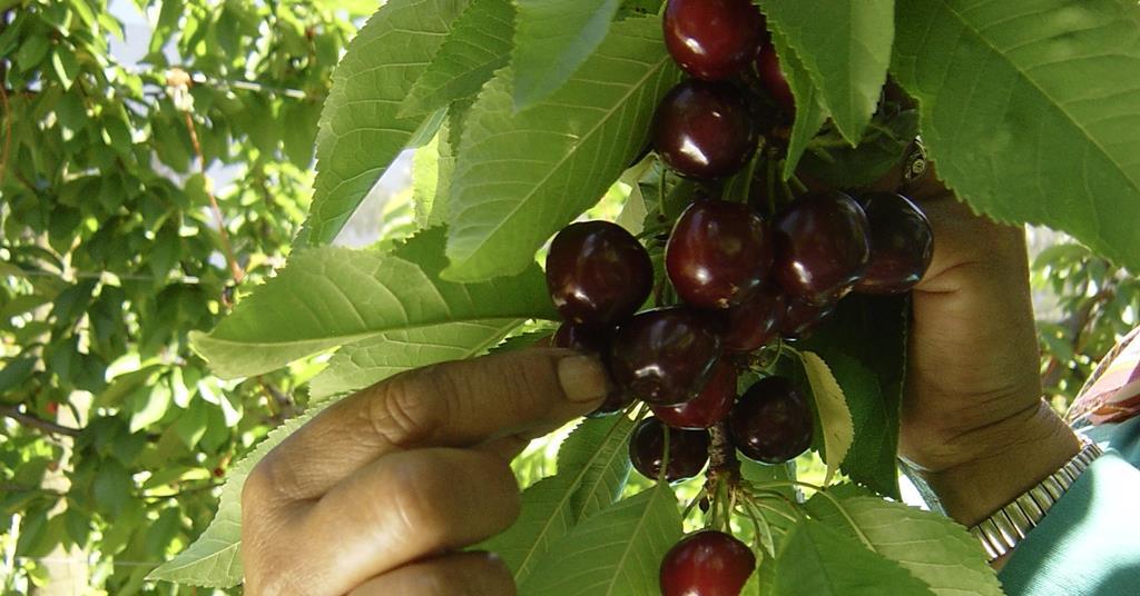 South African cherries ready for expansion | News | Fruitnet