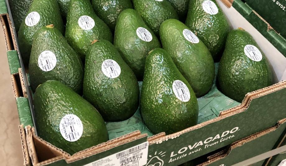 Export first for Queensland Shepard avocados | Article | Fruitnet