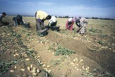 Potato calendar changes shape | Article | Fruitnet