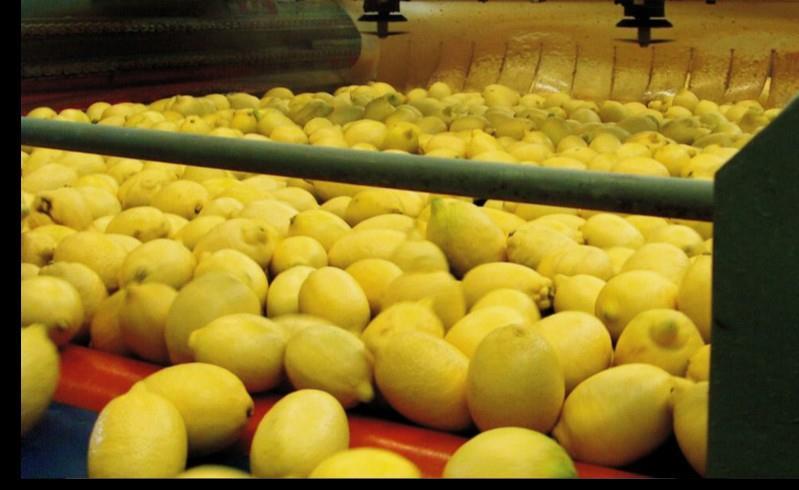 EU ramps up screening of Turkish lemons | Article | Fruitnet