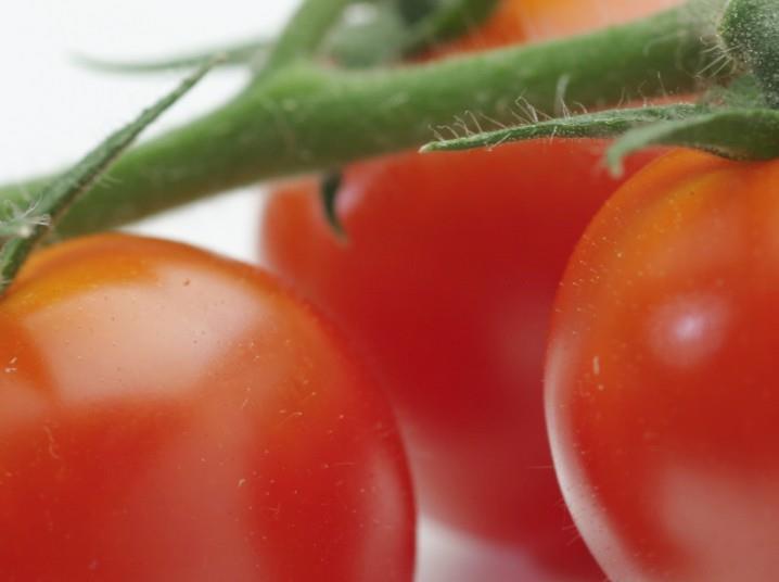 Monsanto plants seed for Indian expansion | Article | Fruitnet