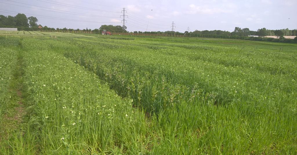 New research on sustainable crop mixtures | Article | Fruitnet