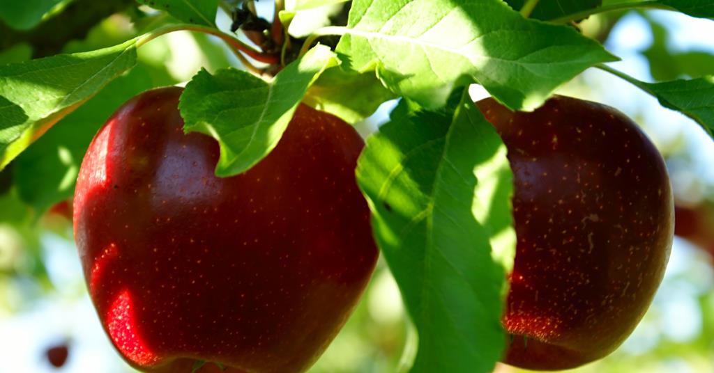 AgroFresh launches consumer research series | Article | Fruitnet