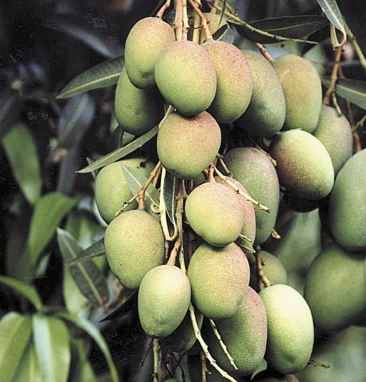 Ghana outlines mango scheme | Article | Fruitnet