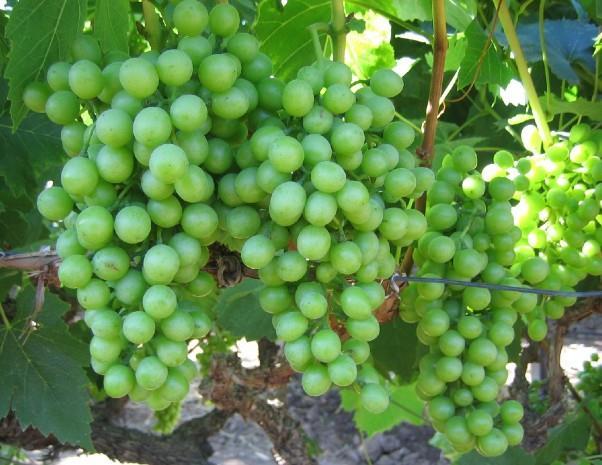 Mexican grapes arrive in Australia | Article | Fruitnet