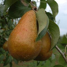 Bumper US pear season likely | Article | Fruitnet