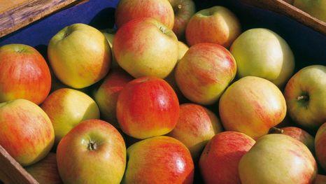 T&G lines up Apollo Fruit acquisition | Article | Fruitnet