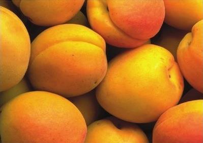 European apricot volumes to fall | Article | Fruitnet