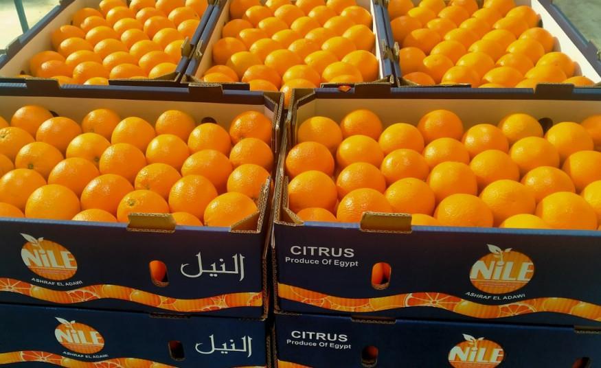 Growth revitalising Egyptian sector | Article | Fruitnet