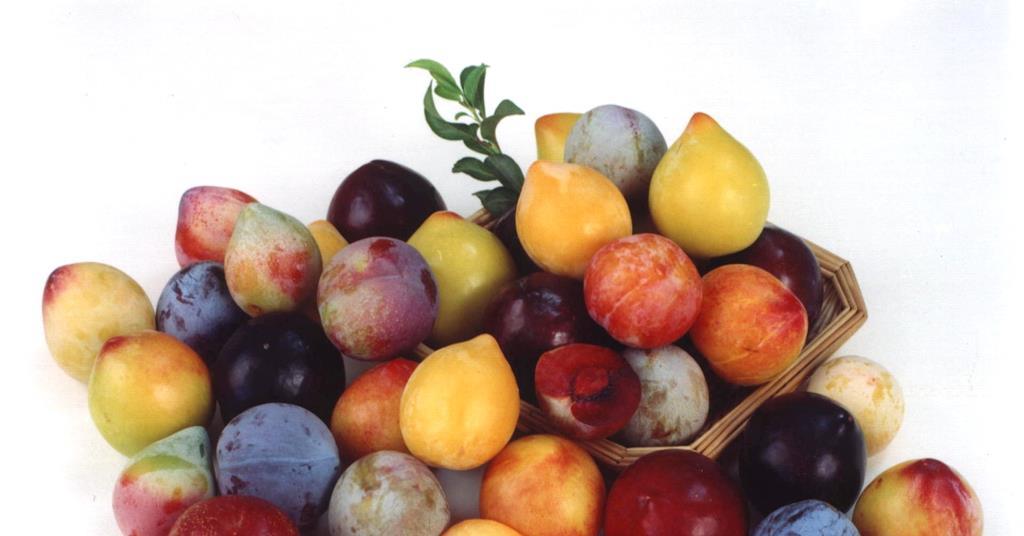 Domestic demand high for Israeli stonefruit as exports drop | News ...