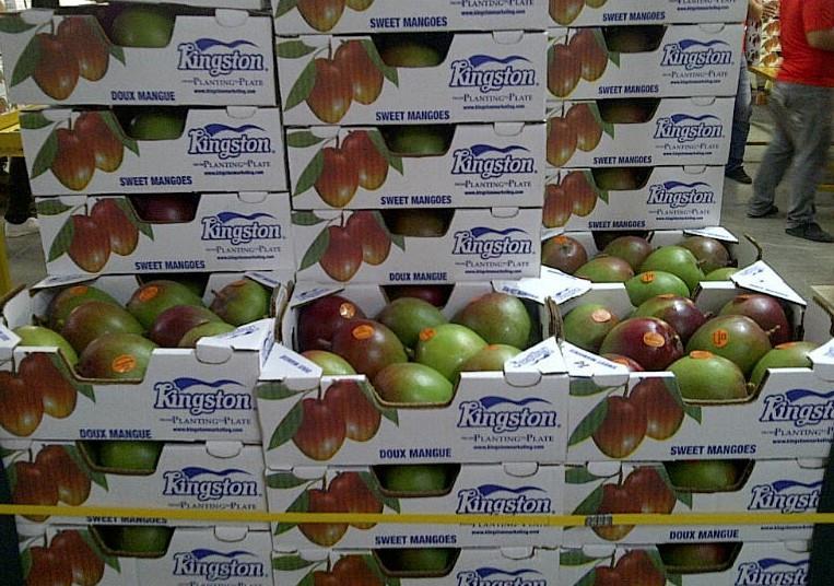Kingston's early mango start | Article | Fruitnet