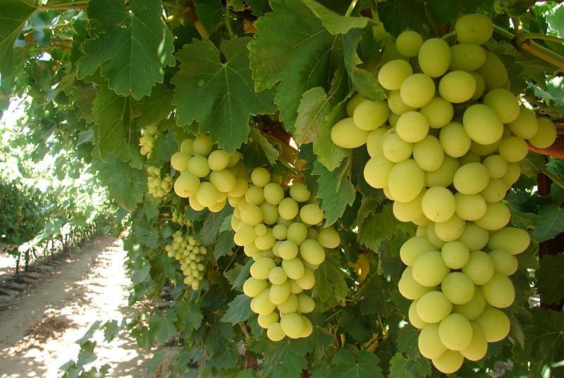 California harvests huge grape crop | Article | Fruitnet