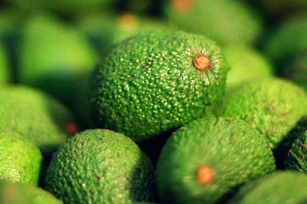 Mexico records avocado charge | Article | Fruitnet