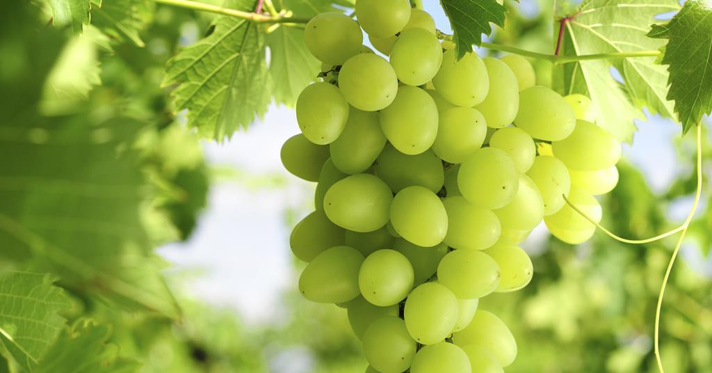 Oppy doubles Mexican grape volume | News | Fruitnet