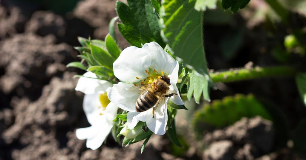 BeeHero brings pollination tech to Peru | News | Fruitnet